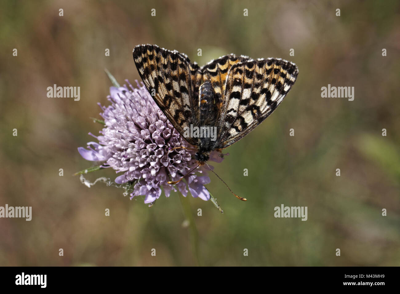 Melitaea didyma meridionalis, Spotted Fritillary Stock Photo - Alamy