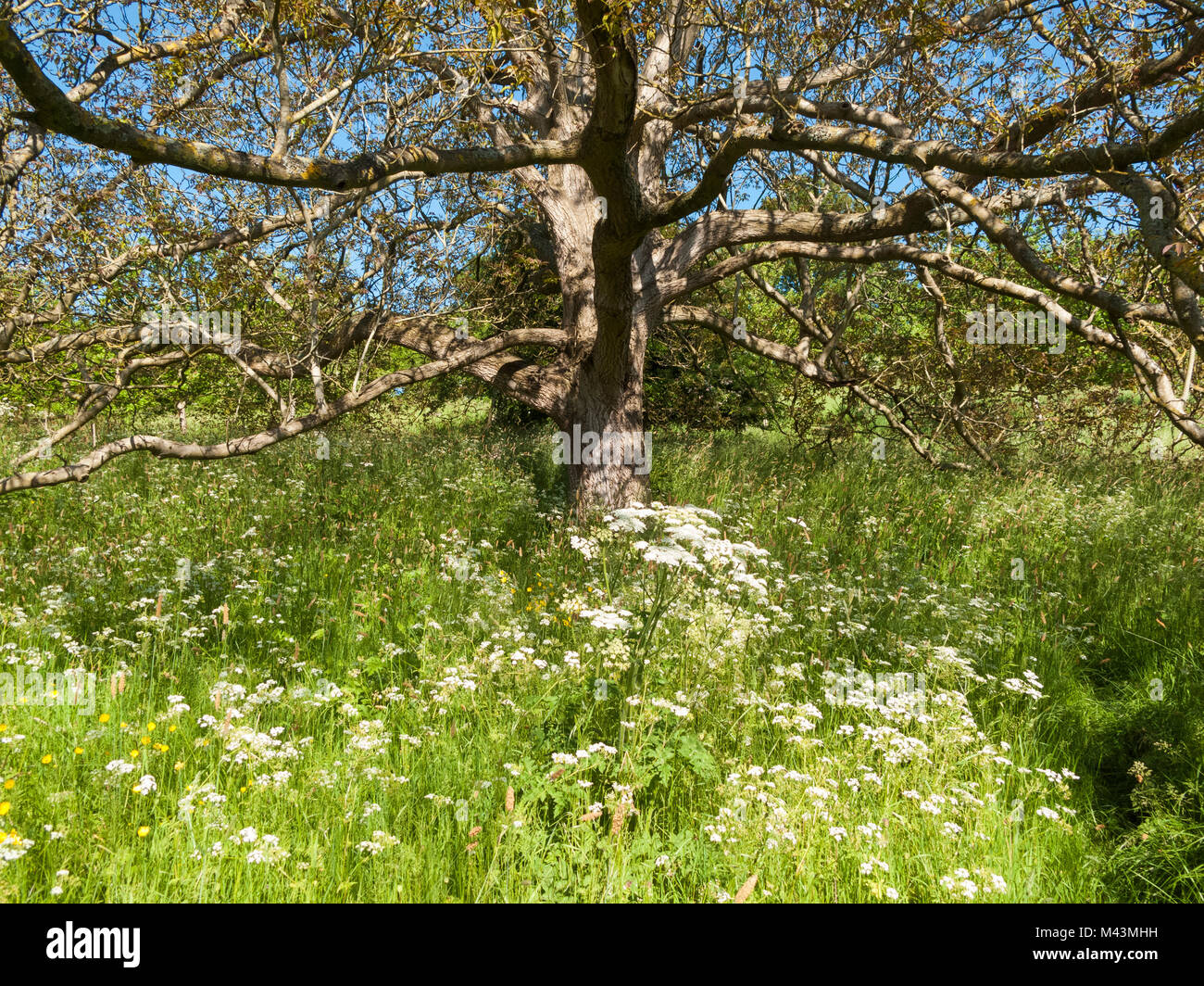 Walnut tree in early summer Stock Photo - Alamy