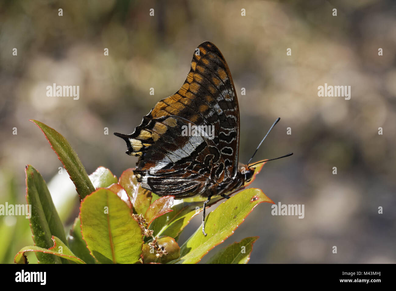 Tailed emperor butterfly hi-res stock photography and images - Alamy