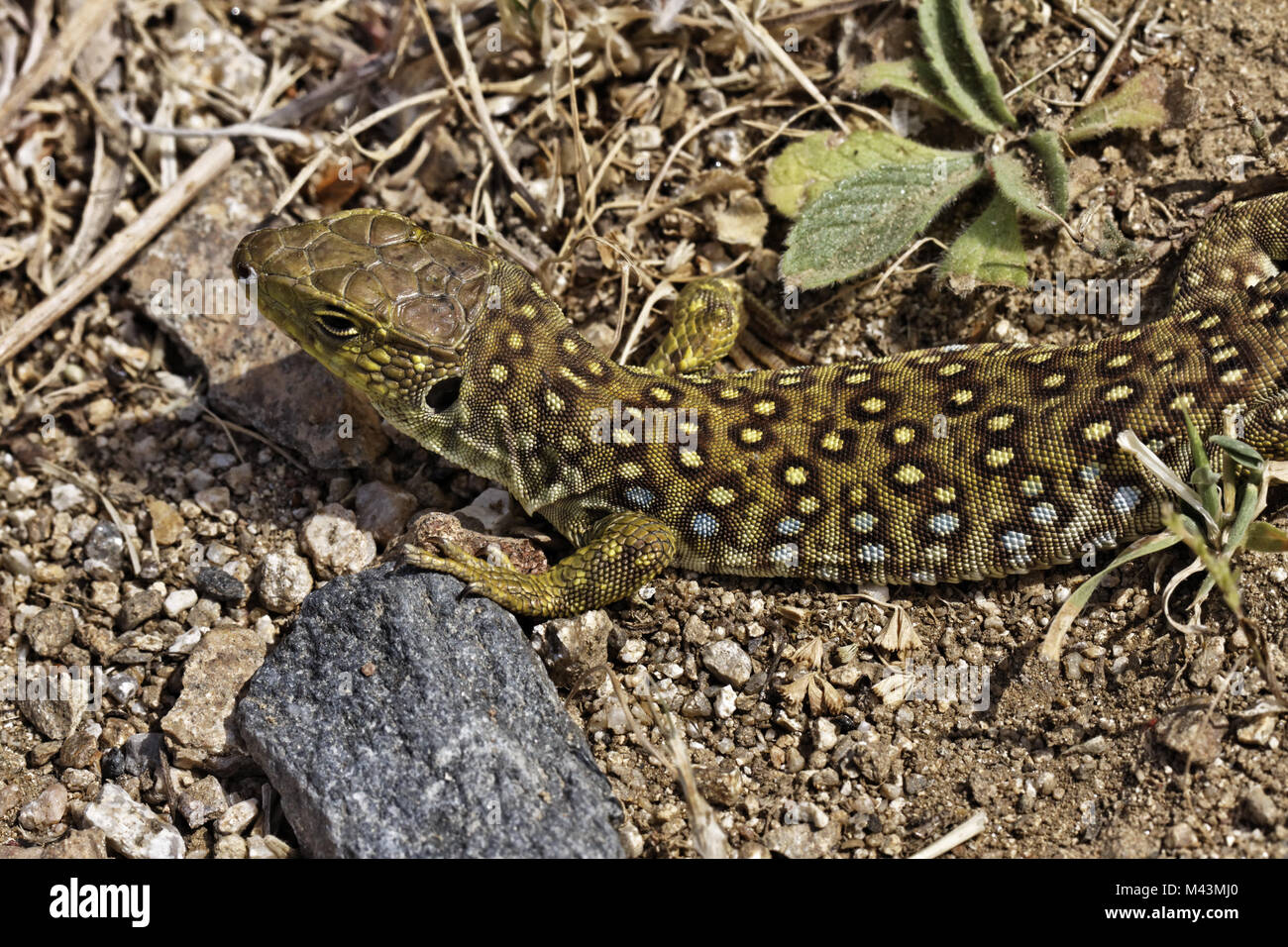 Timon lepidus, Lacerta lepida, Ocellated Lizard Stock Photo - Alamy