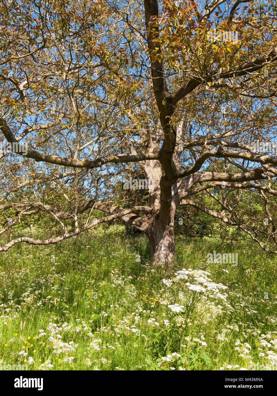 English Walnut Tree High Resolution Stock Photography and Images - Alamy