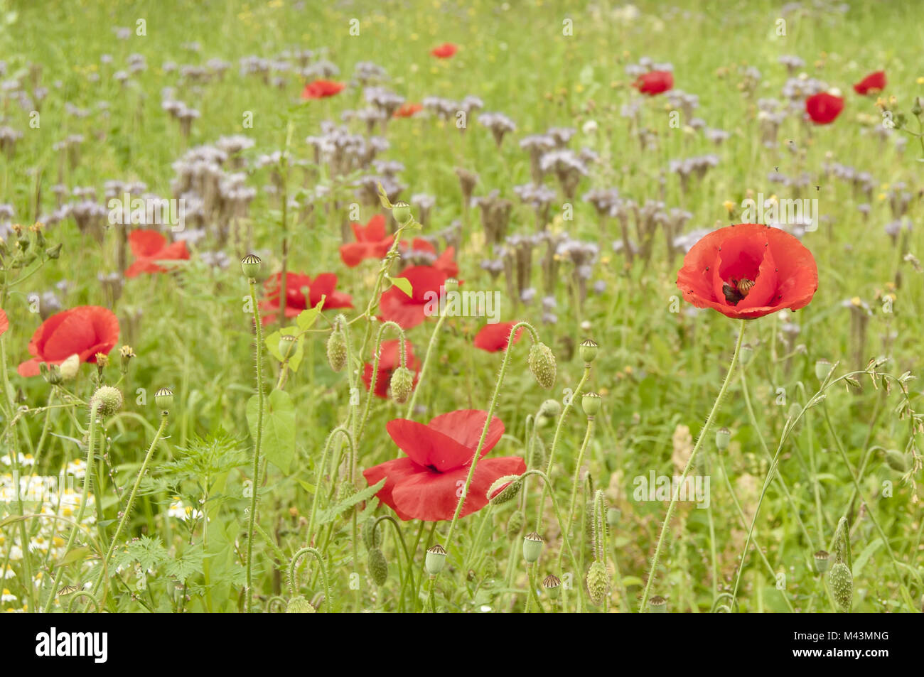 Green with blooming poppy Stock Photo - Alamy