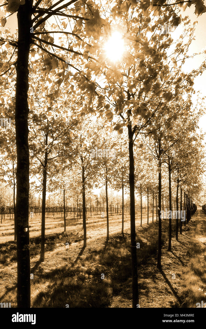 trees in a row Stock Photo - Alamy