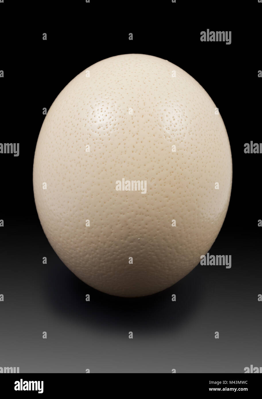 Emu egg hi-res stock photography and images - Alamy