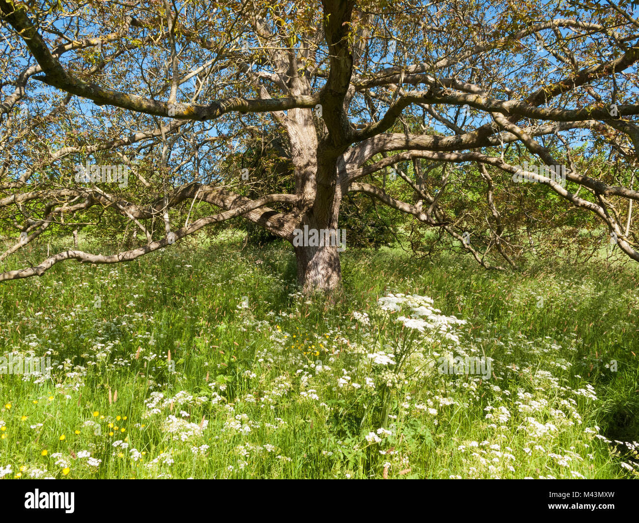 English Walnut Tree High Resolution Stock Photography and Images - Alamy