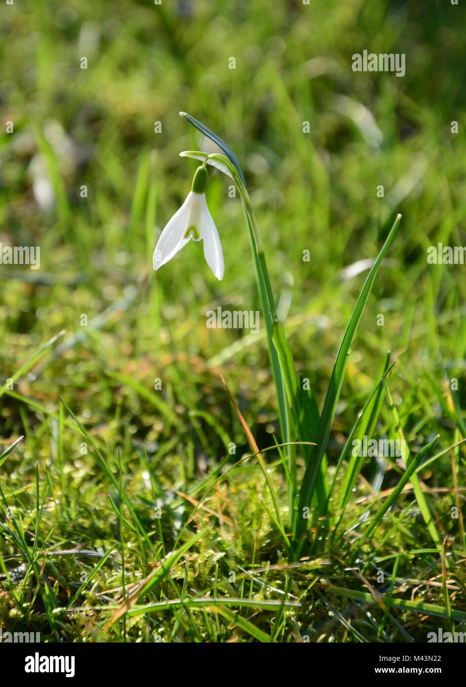 single little snowdrop Stock Photo - Alamy