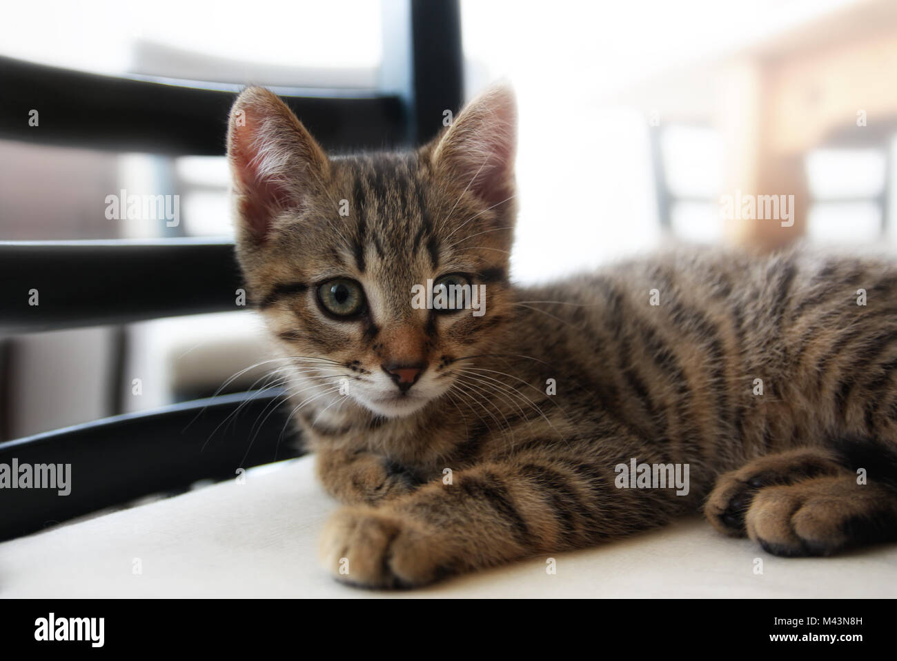 Tiger pet hi-res stock photography and images - Alamy