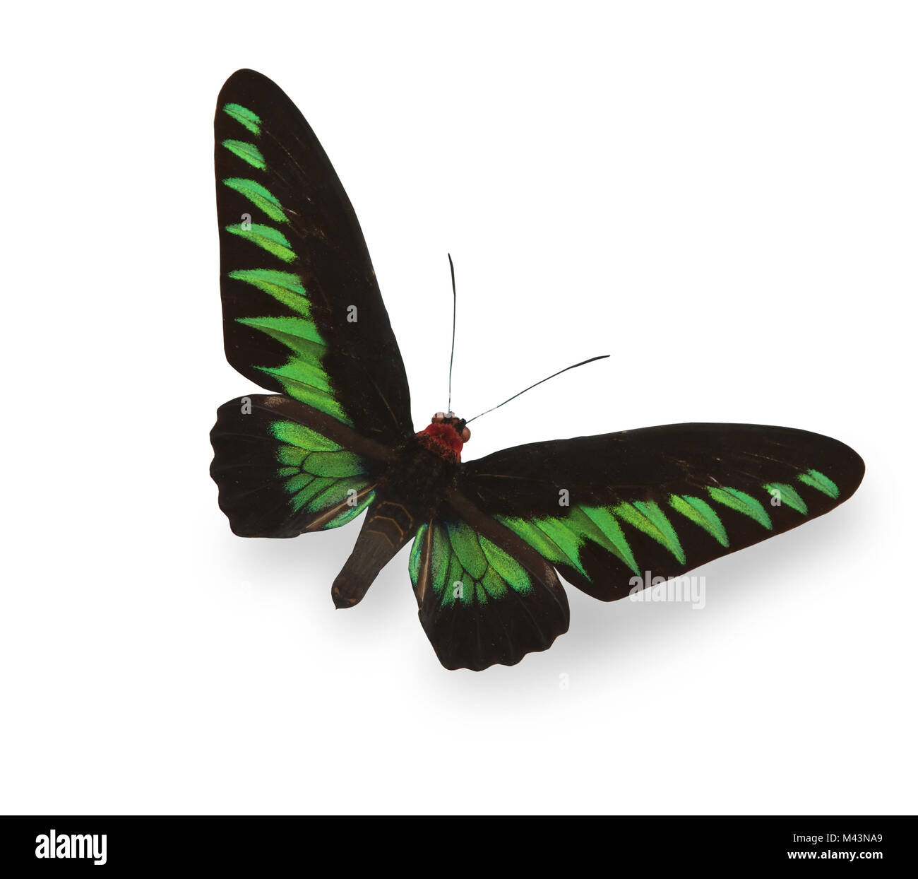 Butterfly shadow hi-res stock photography and images - Alamy