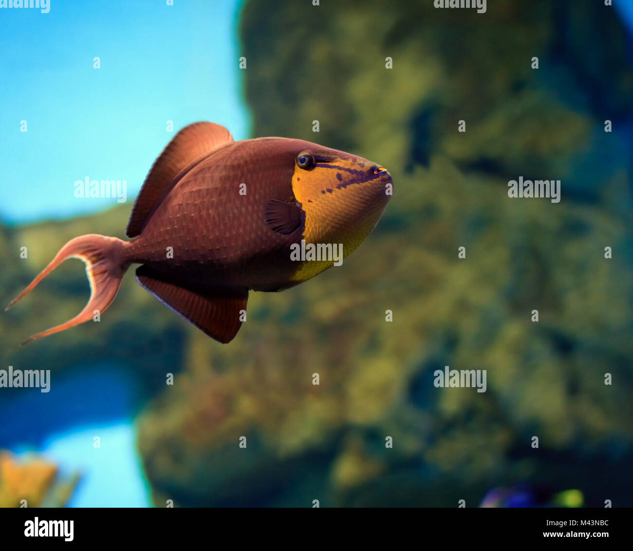 Hawaii coral reef fish hi-res stock photography and images - Alamy