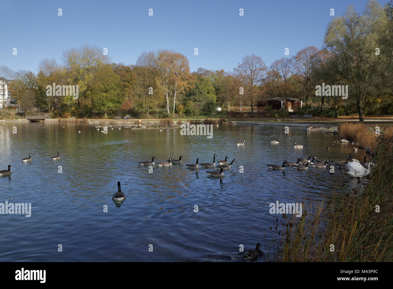 Kanadagans, Branta canadensis in Bad Laer, Germany Stock Photo - Alamy