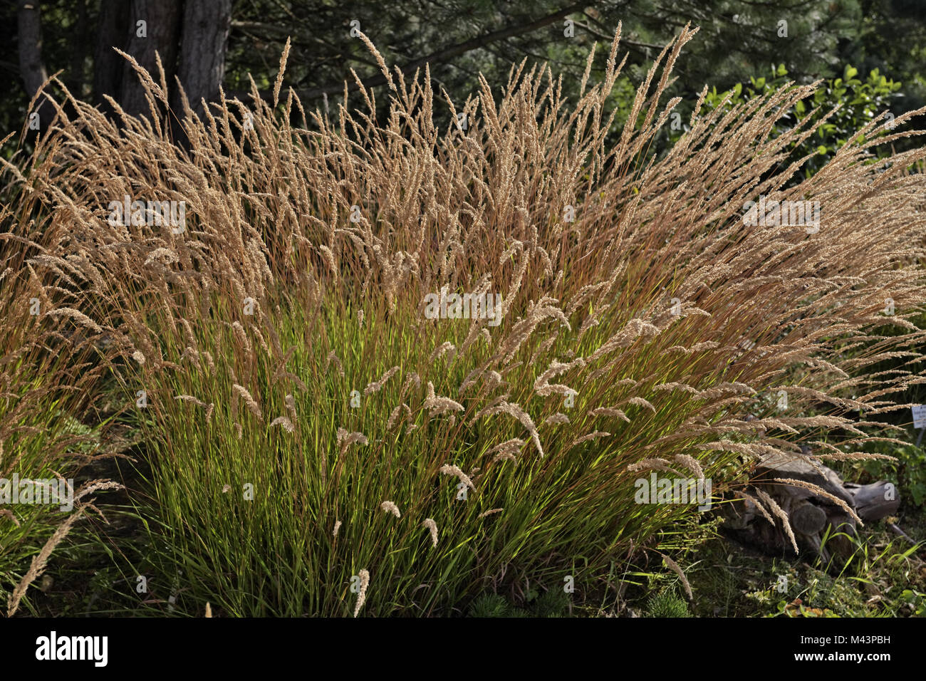 Grasses of europe hi-res stock photography and images - Alamy