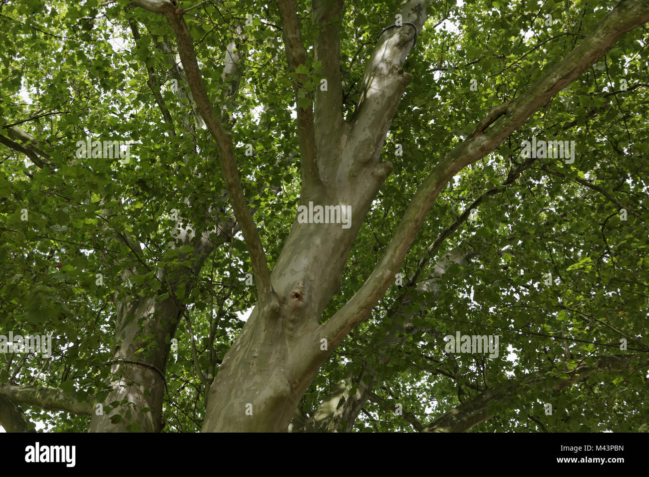 Platanus, Planetree, Plane tree, Sycamore, Germany Stock Photo - Alamy