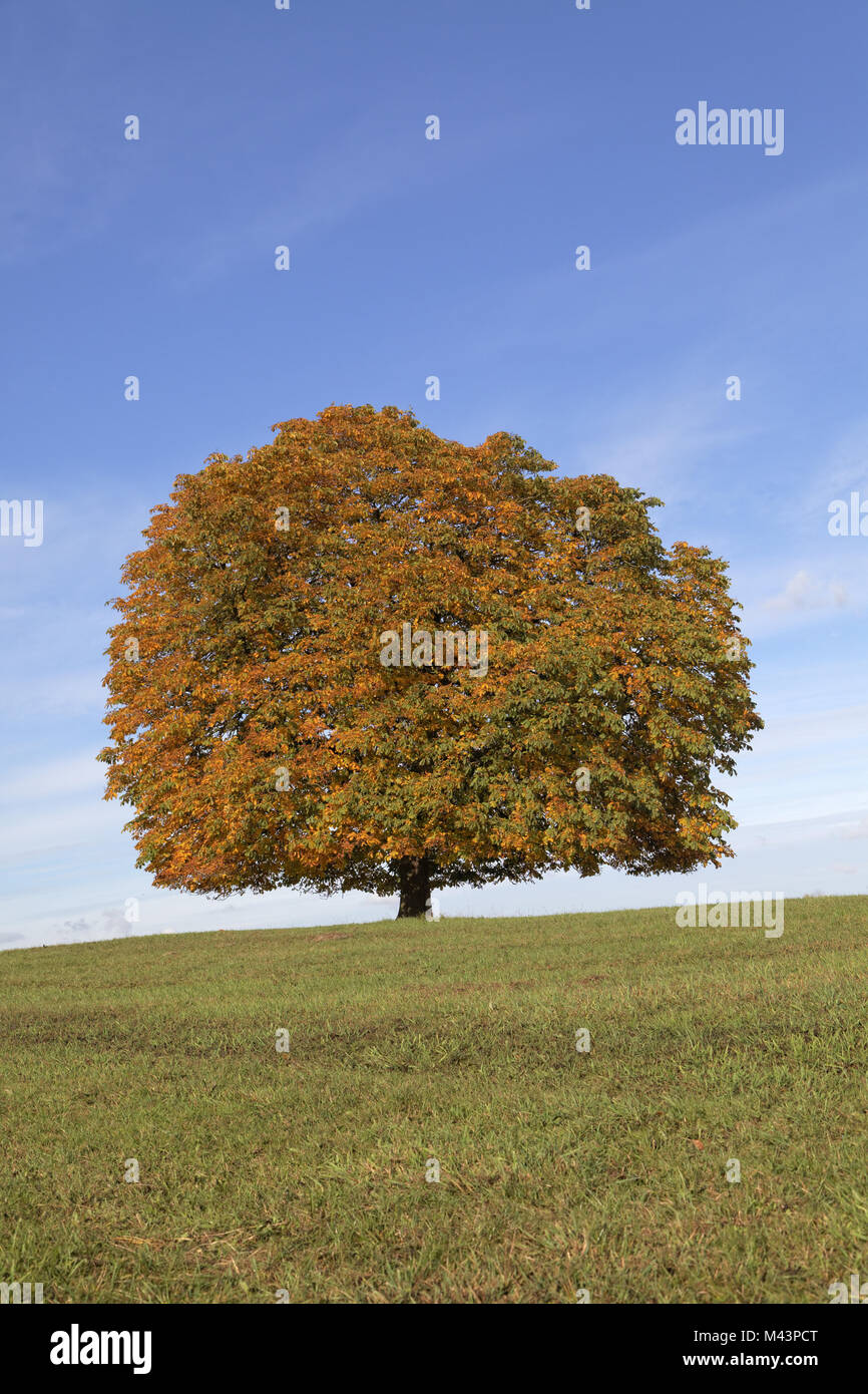 Chestnut tree in autumn hi-res stock photography and images - Alamy
