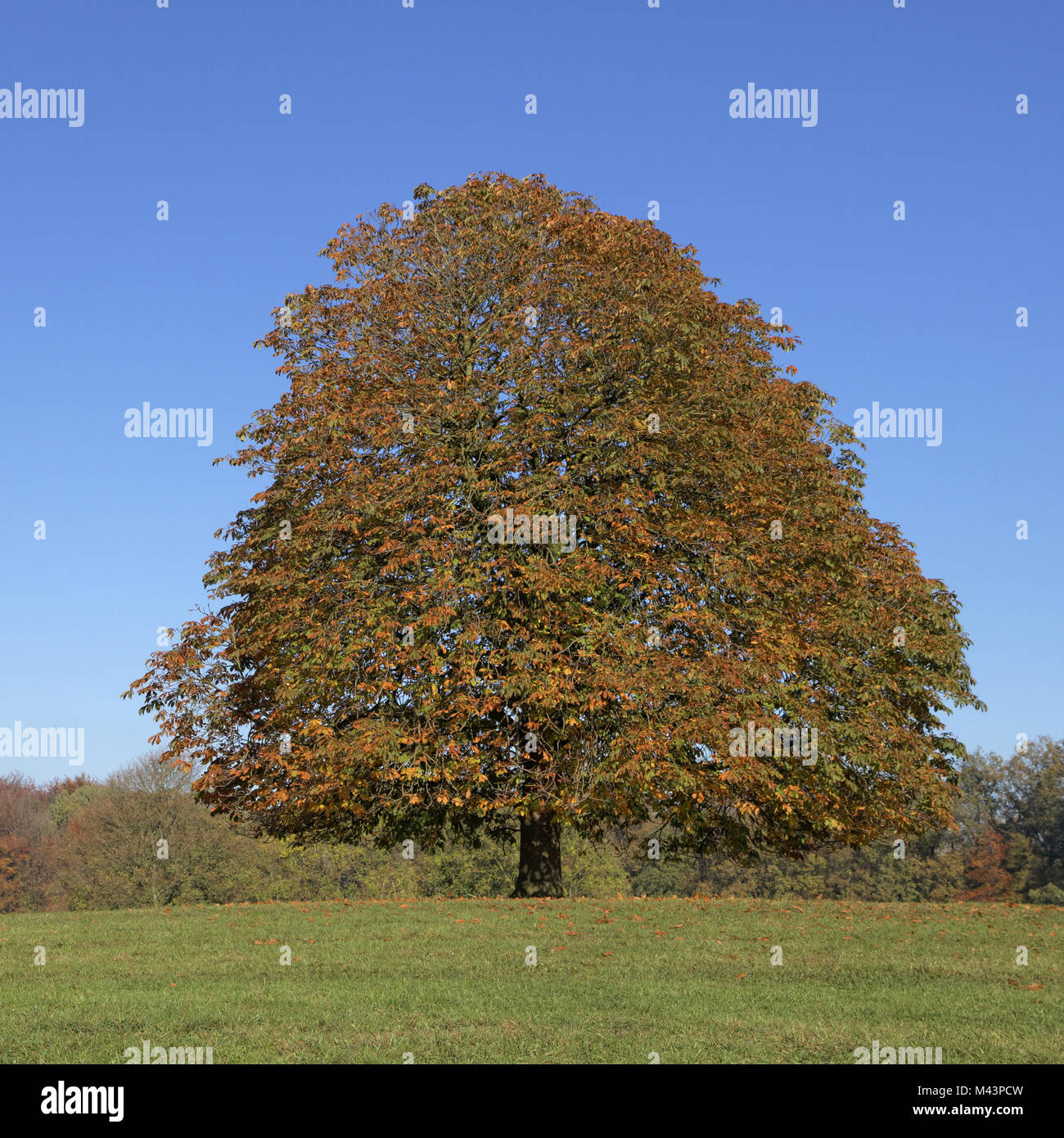 Horse chestnut tree, Aesculus in autumn, Germany Stock Photo - Alamy