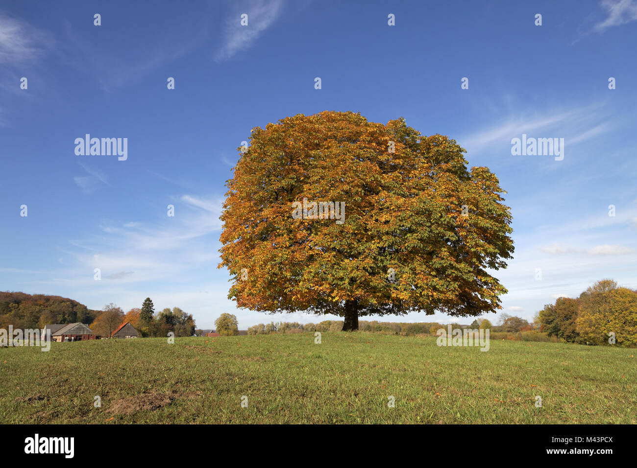 Chestnut tree in autumn hi-res stock photography and images - Alamy