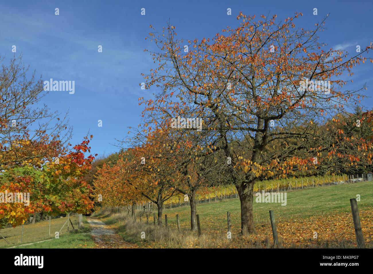 Cherry trees in autumn, Hagen, Germany, Europe Stock Photo - Alamy