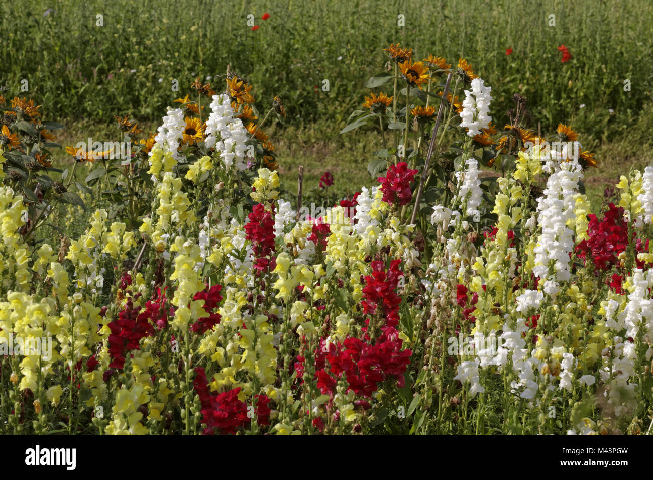 Antirrhinum majus, Common Snapdragon, Snapdragon Stock Photo - Alamy