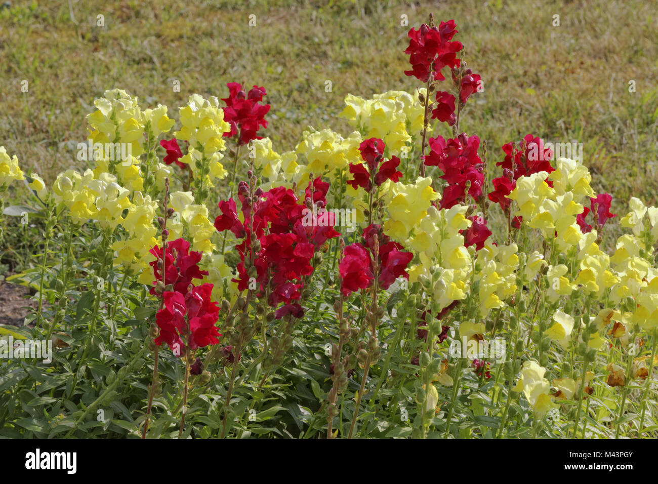 Antirrhinum majus, Common Snapdragon, Snapdragon Stock Photo - Alamy
