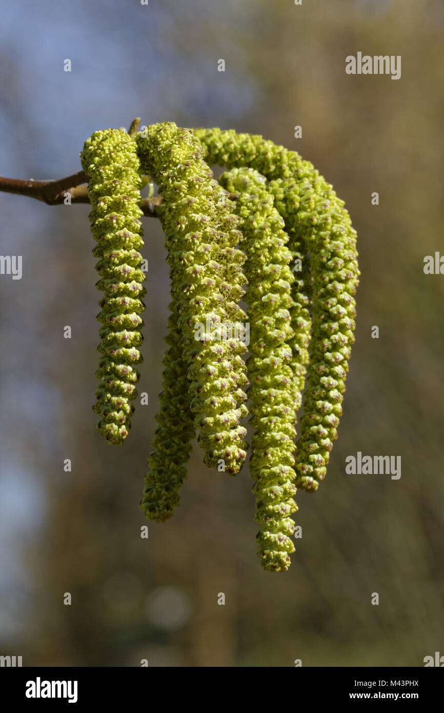 Green alder alnus viridis alnus hi-res stock photography and images - Alamy