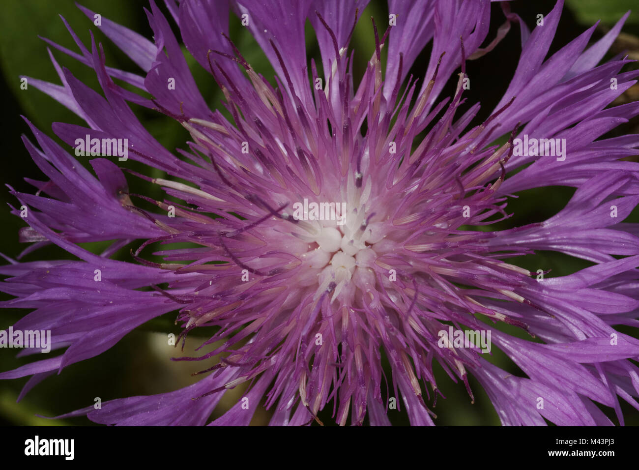 Centaurea dealbata, Persian Cornflower, Whitewash Stock Photo - Alamy