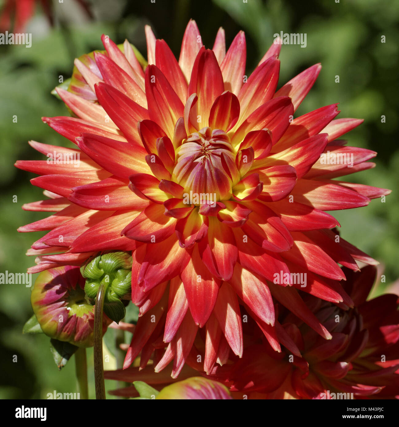 Dahlia hybrid Karma Bon Bini, Cactus Dahlia, Dec Stock Photo - Alamy