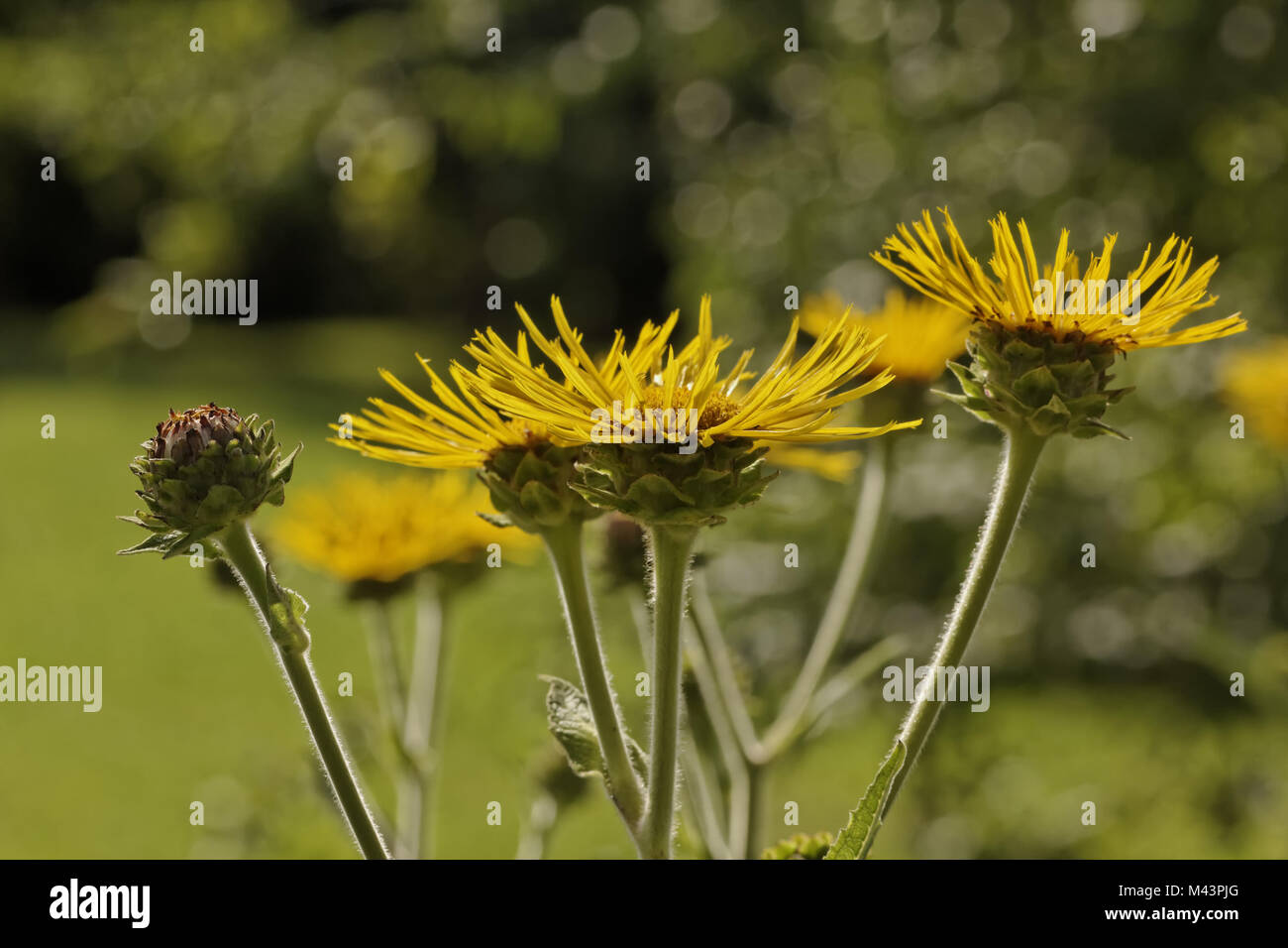 Inula helenium, Elecampane, Horse heal, Marchalan Stock Photo - Alamy