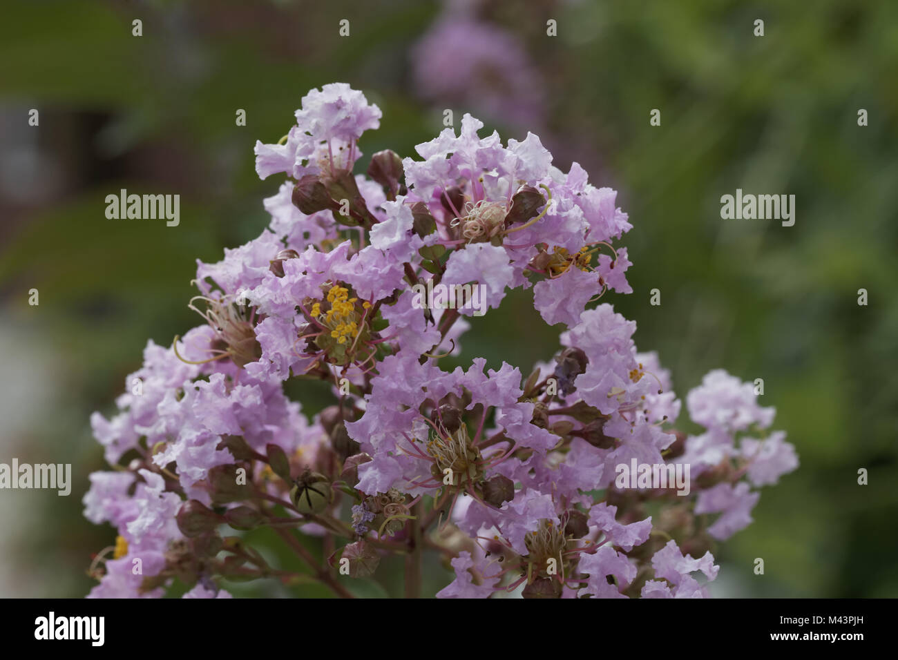 Lagerstroemia hybrid, Crape myrtle, Crepe myrtle Stock Photo - Alamy