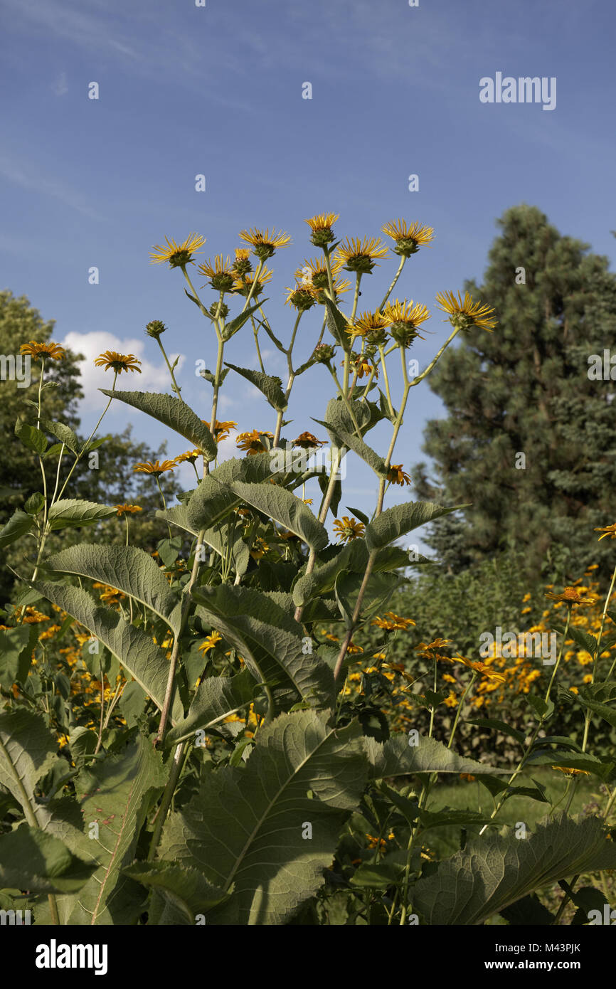 Inula helenium, Elecampane, Horse heal, Marchalan Stock Photo - Alamy