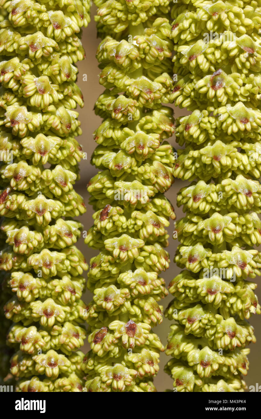 Alnus maximowiczii, Alnus viridis, Green alder Stock Photo - Alamy