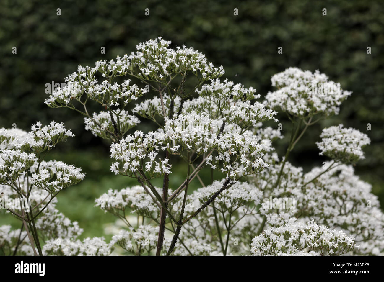 Valeriana officinalis, Valerian, Common valerian Stock Photo - Alamy