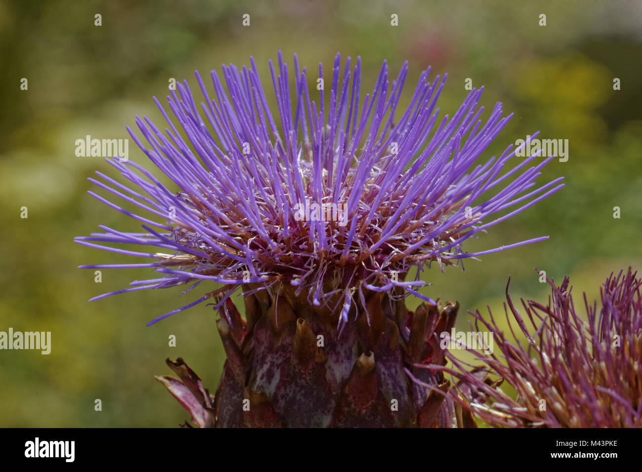 Cynara cardunculus up plant flowering hi-res stock photography and ...