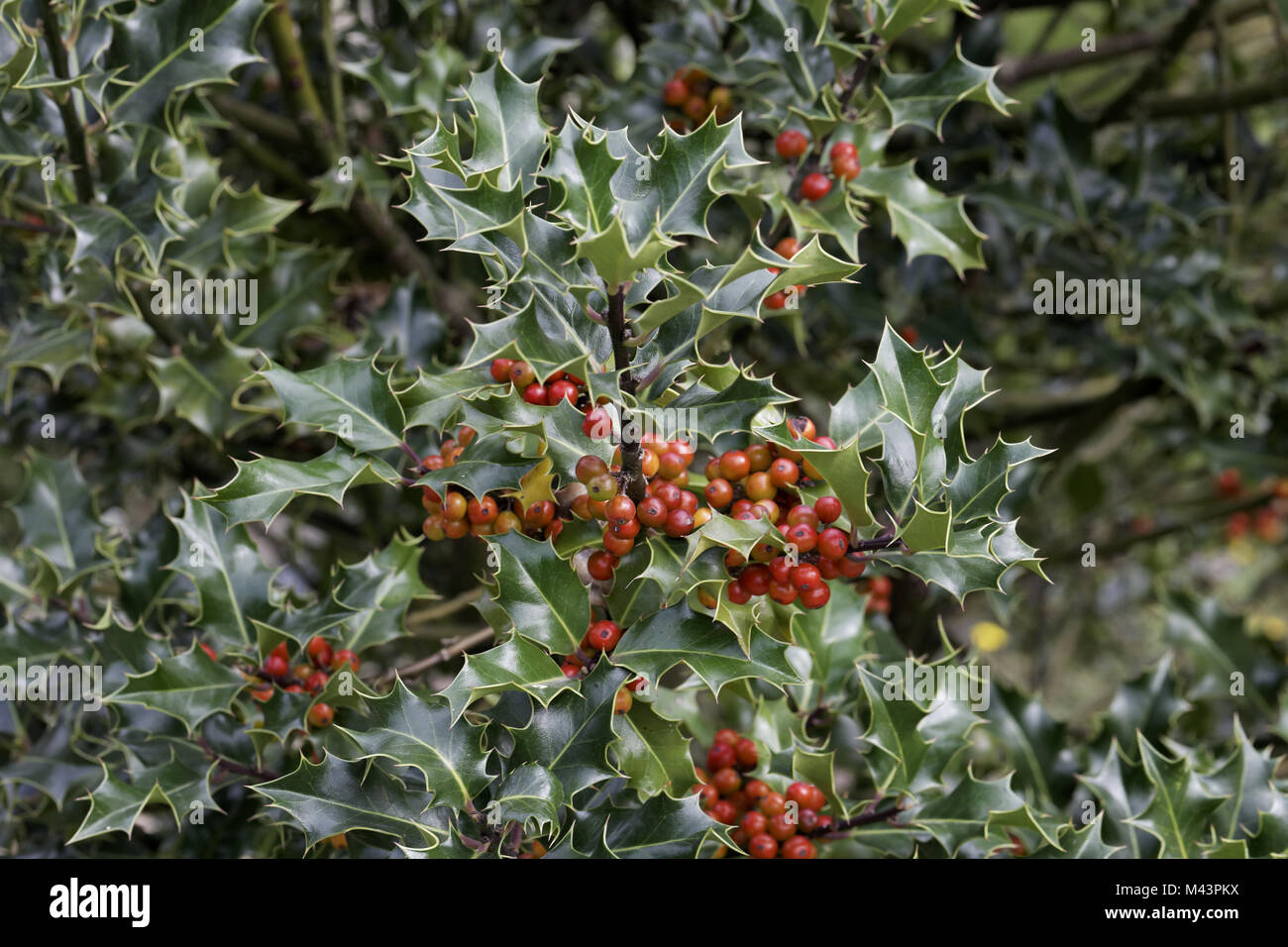 Ilex crenata, Japanese Holly, Box-leaved Holly Stock Photo - Alamy