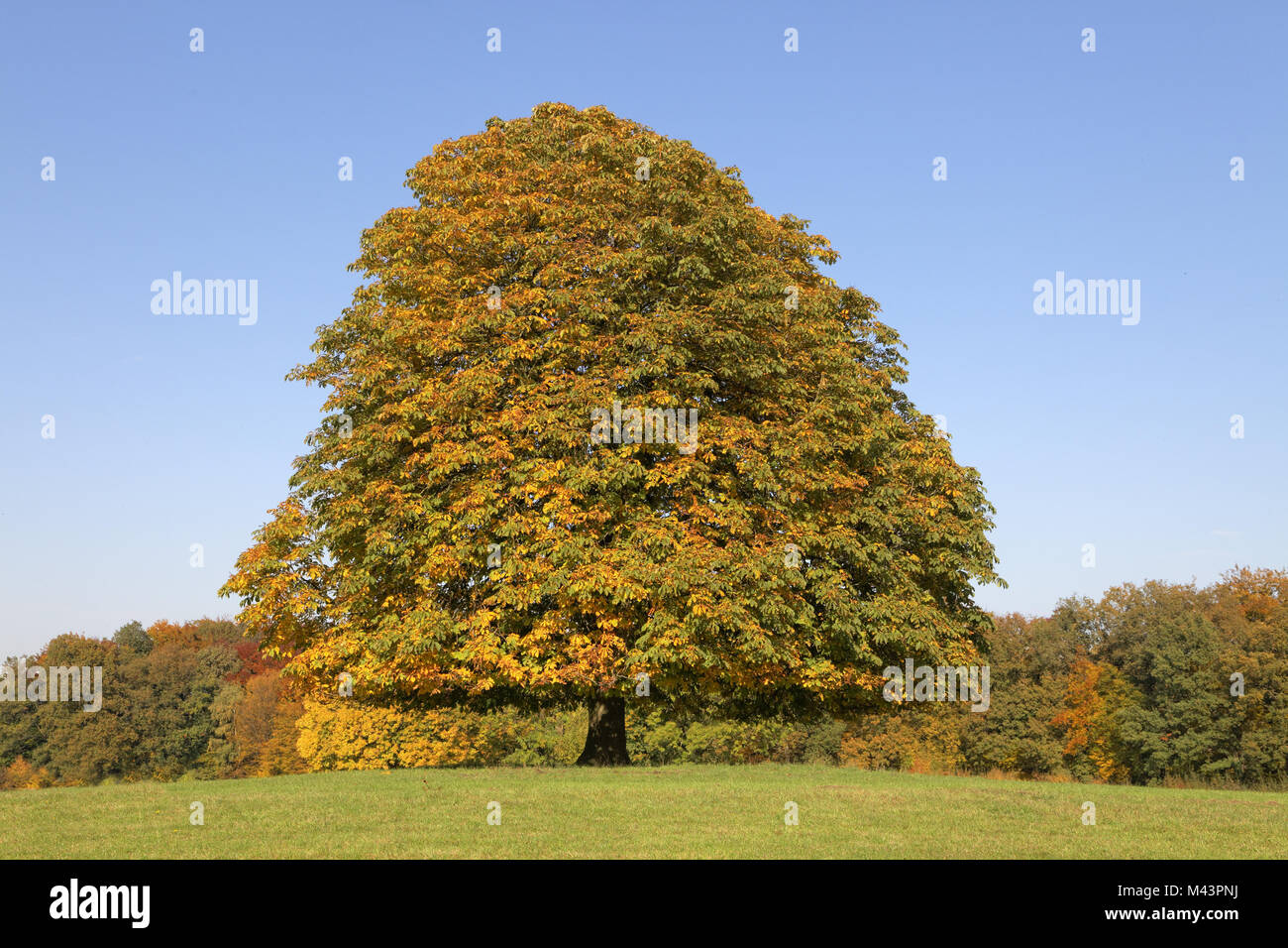 Horse chestnut tree, Aesculus in autumn, Germany Stock Photo - Alamy