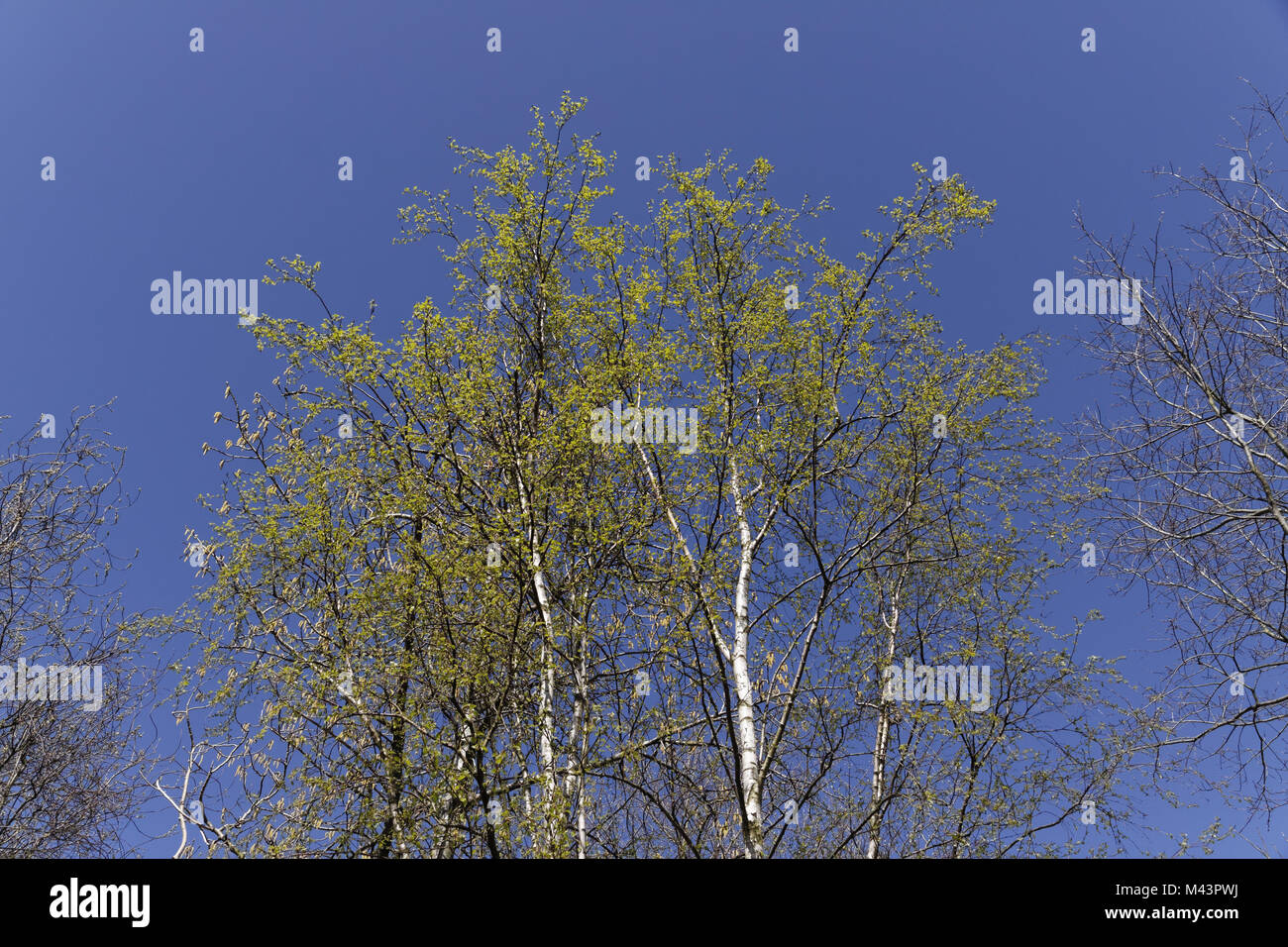 Betula caerulea, Birch tree in spring, Germany Stock Photo - Alamy