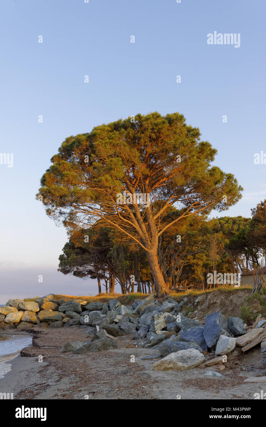 Pinus pinea, Umbrella pine, Parasol pine, Corsica Stock Photo - Alamy