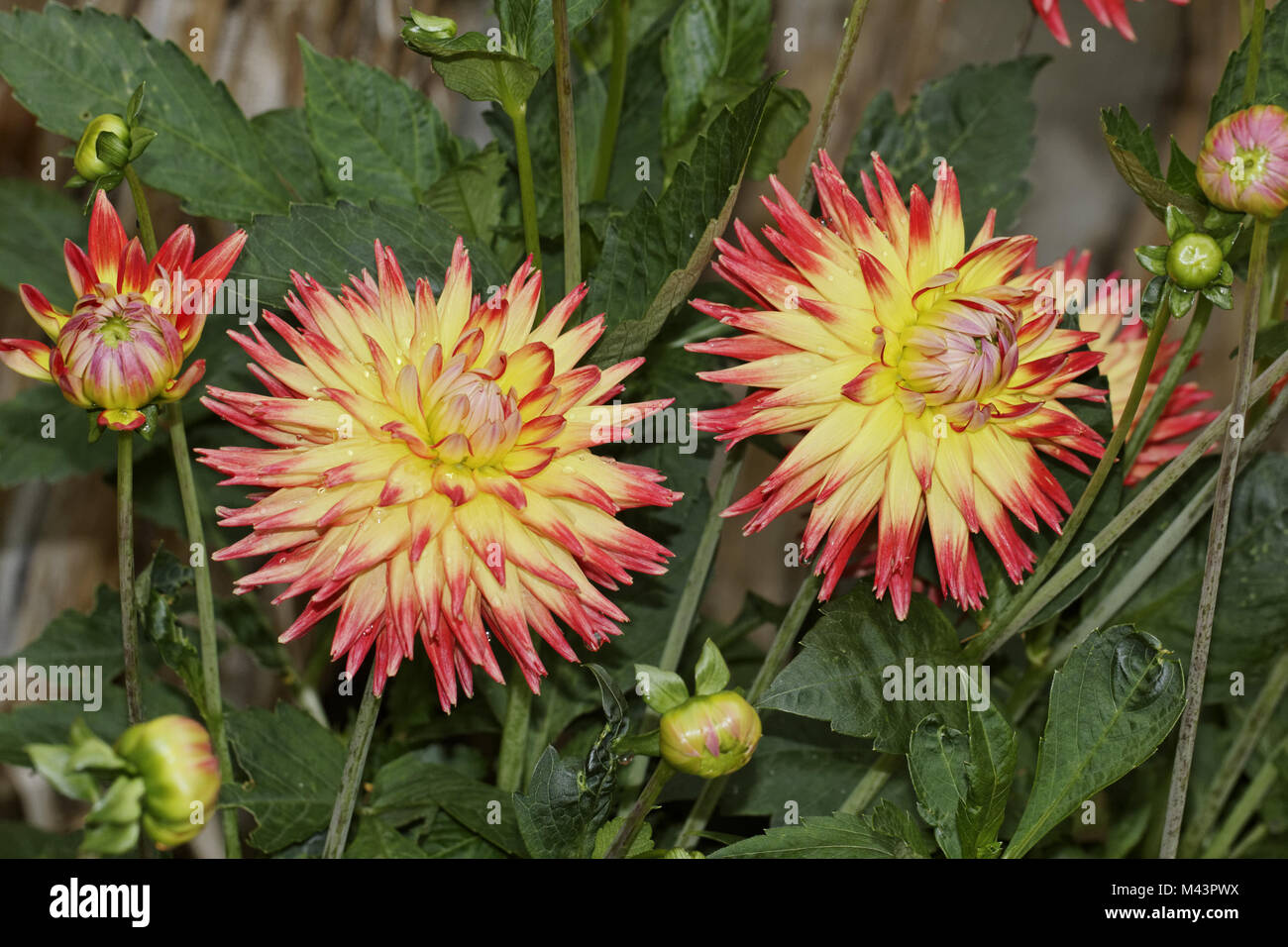 Dahlia hybrid Karma Bon Bini, Cactus Dahlia, Dec Stock Photo - Alamy