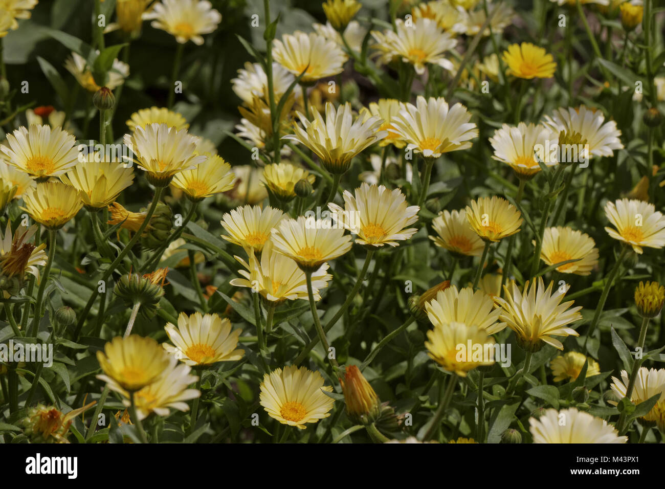 Calendula suffruticosa, Sea Marigold, Trailing C Stock Photo - Alamy