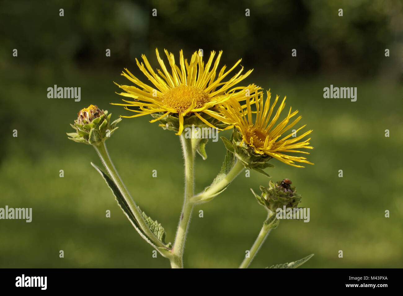 Inula helenium, Elecampane, Horse-heal, Marchalan Stock Photo - Alamy