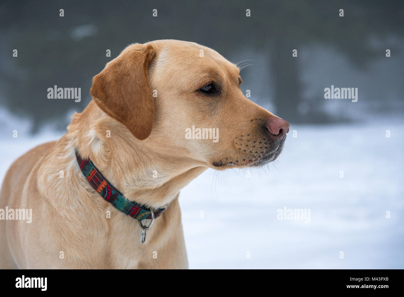 Labrador retriever puppy dog in the winter Stock Photo - Alamy