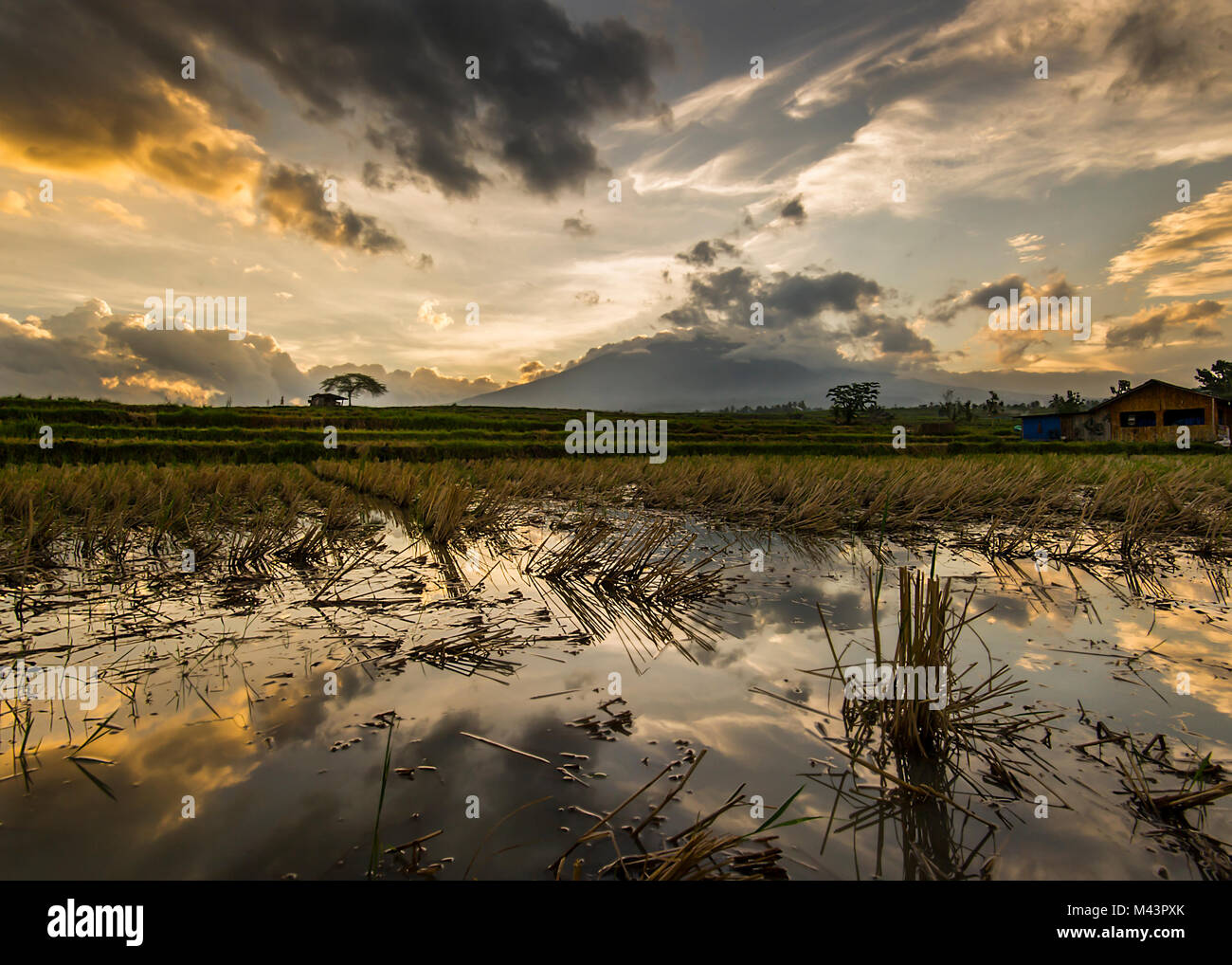 Padang is the capital of West Sumatra. The town is quite nice and ...