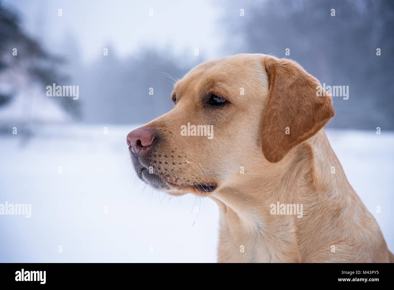 Labrador retriever puppy dog in the winter Stock Photo - Alamy