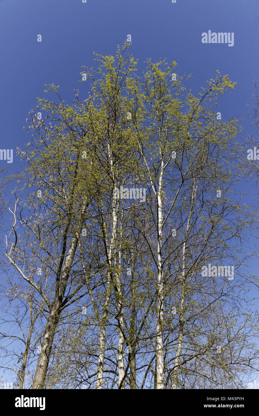 Betula caerulea, Birch tree in spring, Germany Stock Photo - Alamy