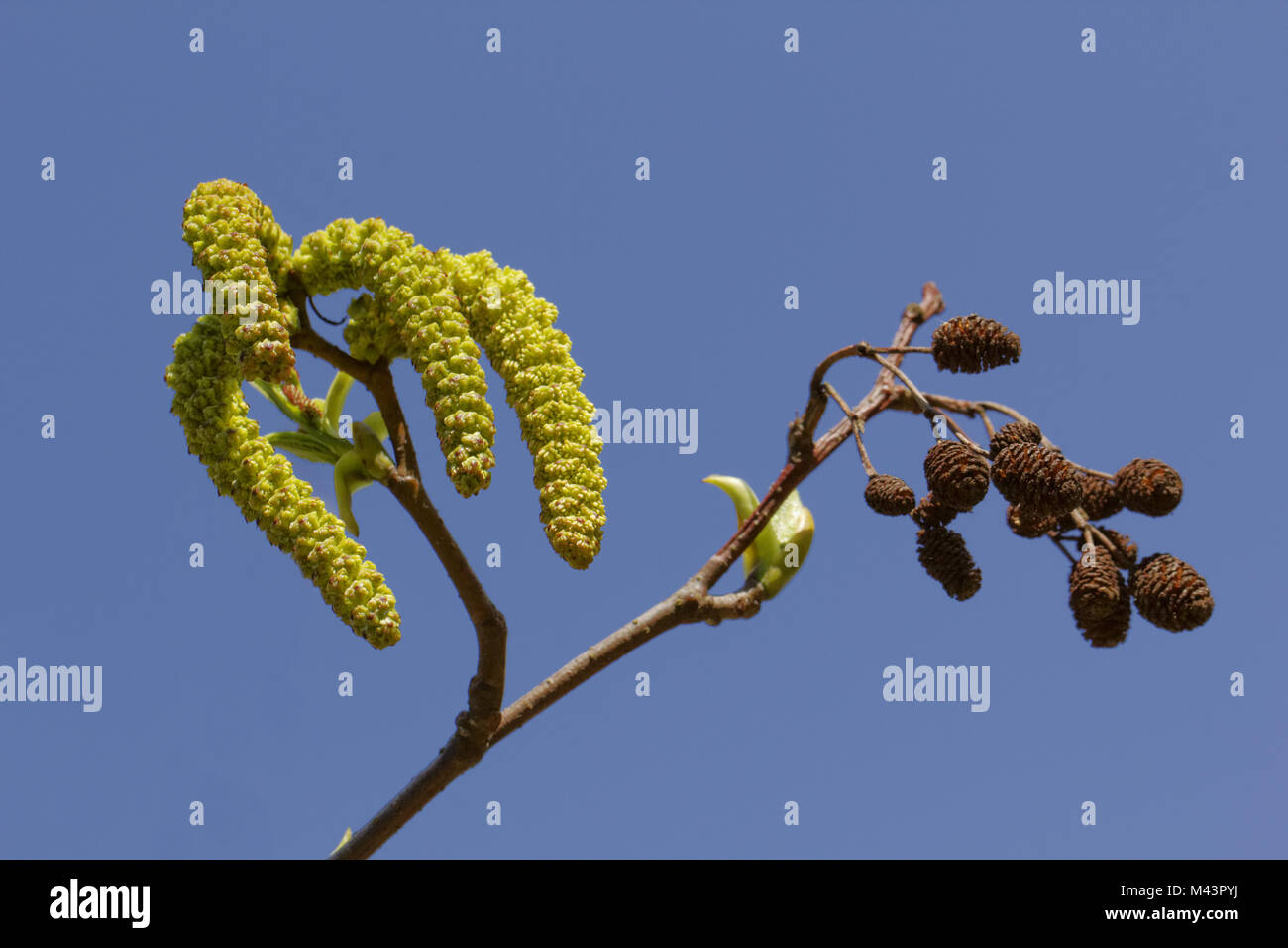 Alnus maximowiczii, Alnus viridis, Green alder Stock Photo - Alamy