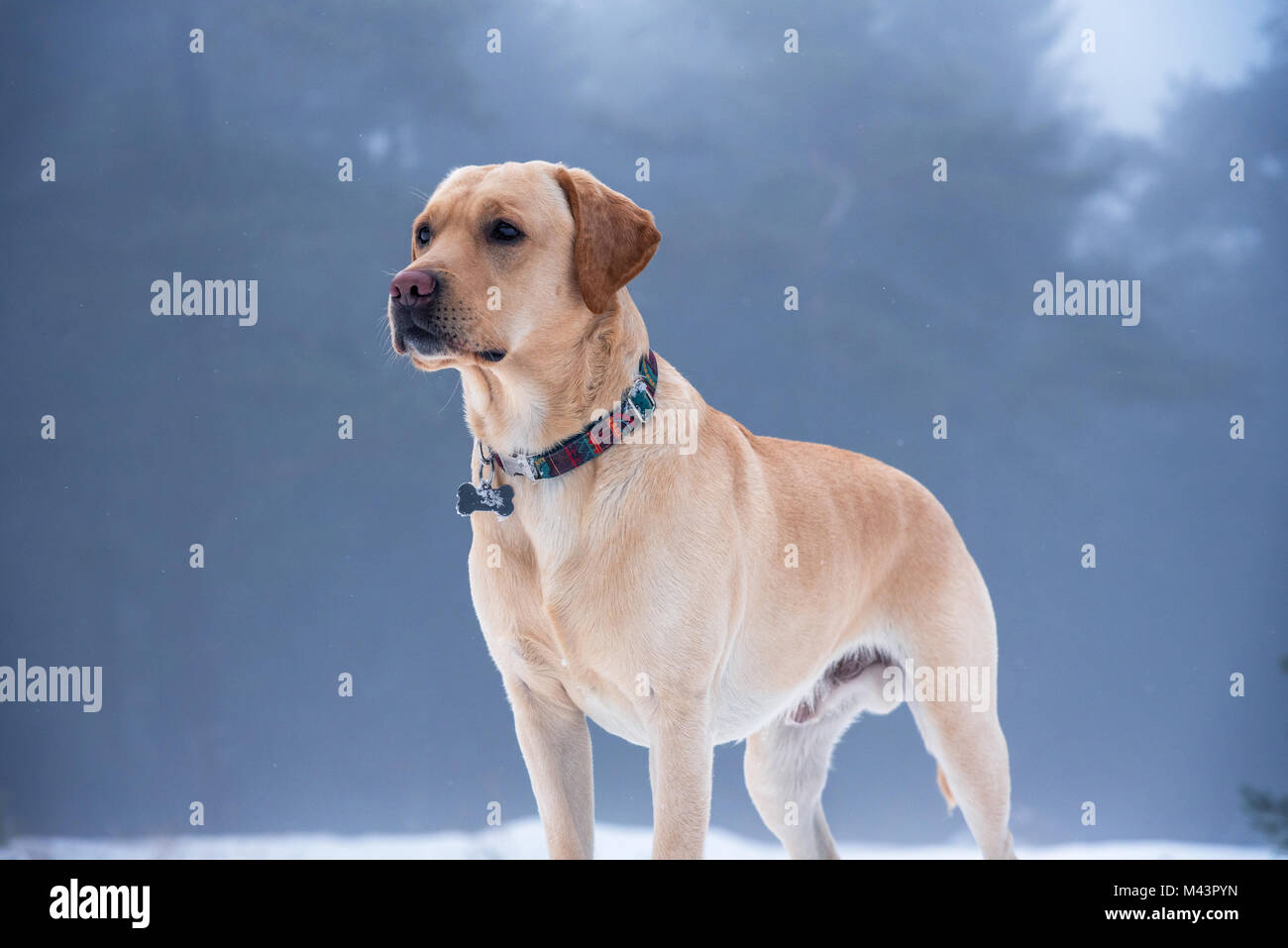 Labrador retriever puppy dog in the winter Stock Photo - Alamy