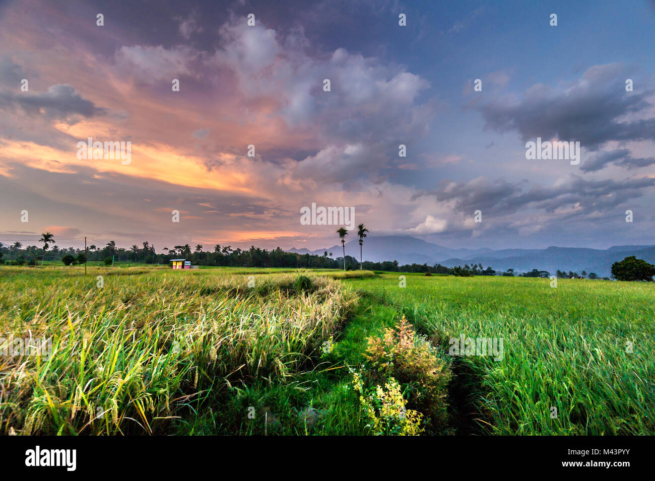 Padang is the capital of West Sumatra. The town is quite nice and ...