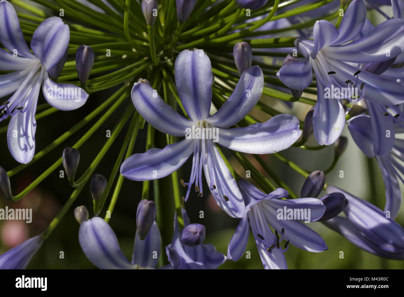 Agapanthus africanus, African Lily,Lily of the Nil Stock Photo - Alamy