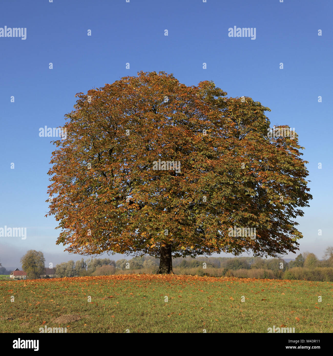 Horse chestnut tree, Aesculus in autumn, Germany Stock Photo - Alamy