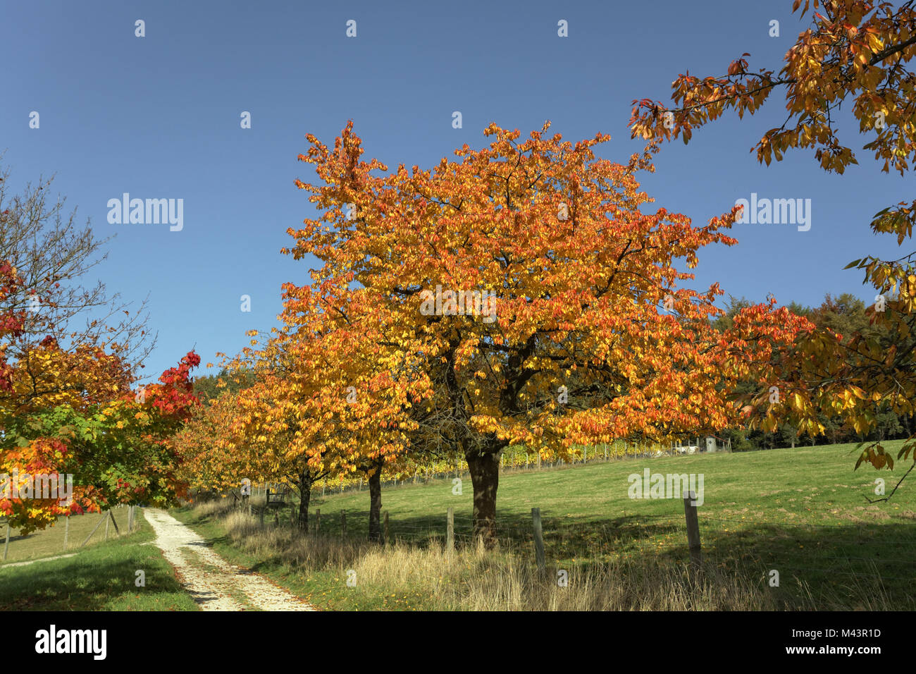 Cherry trees in fall color hi-res stock photography and images - Alamy