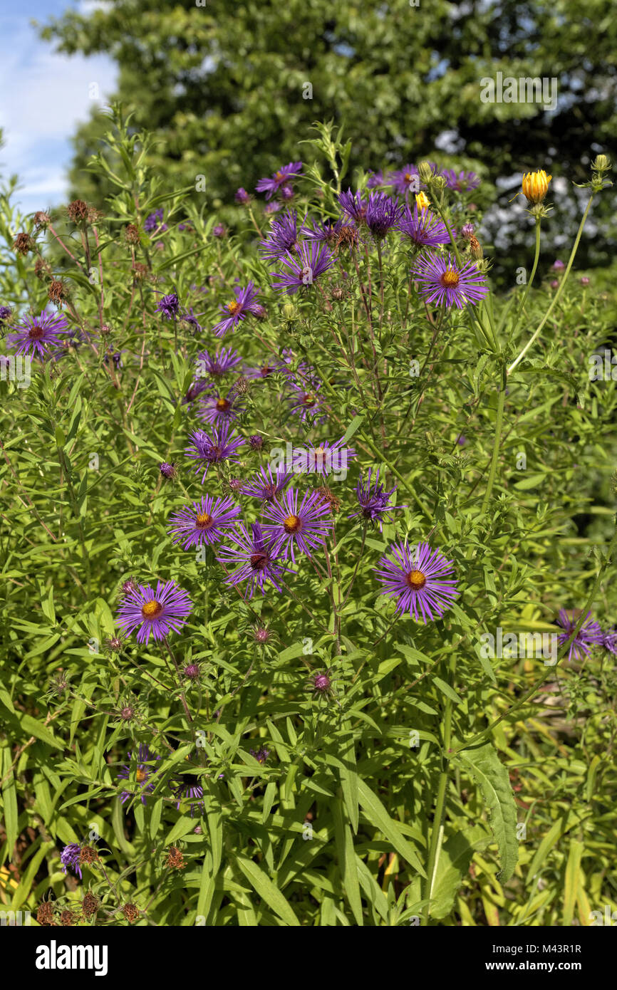 Aster novae angliae hi-res stock photography and images - Alamy