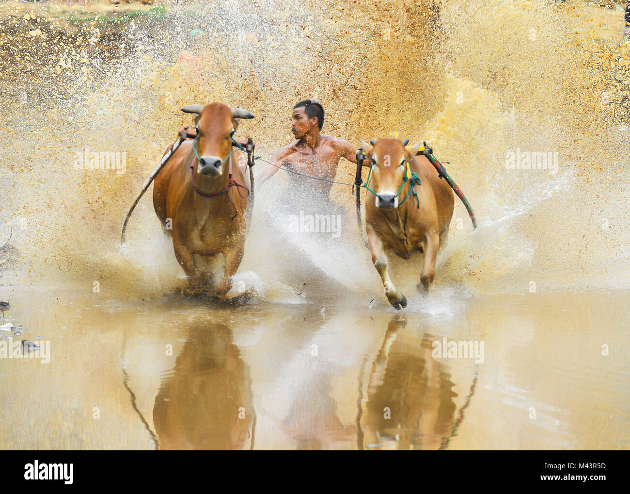 Pacu Jawi is a cow-racing event in West Sumatra Stock Photo - Alamy